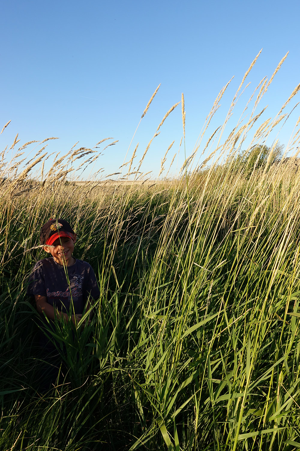 Reed Canarygrass – Forage U-Pick