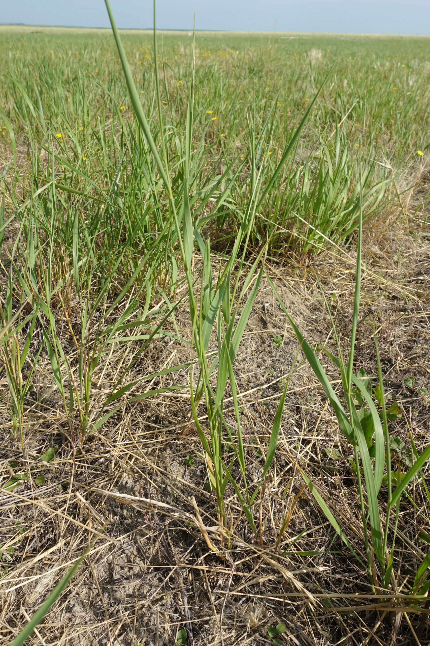 Green Wheatgrass – Forage U-Pick