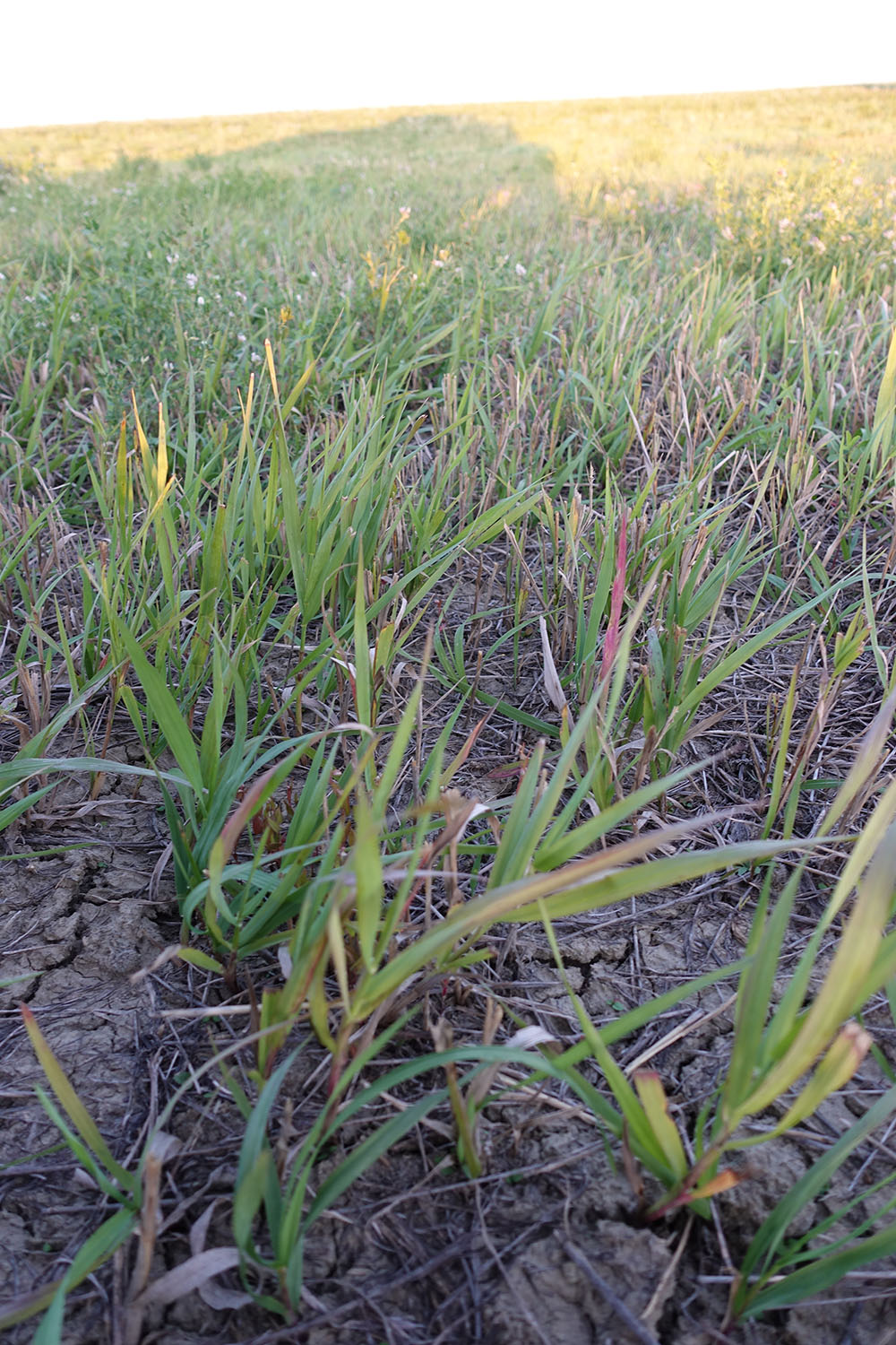 Smooth Bromegrass Forage U Pick