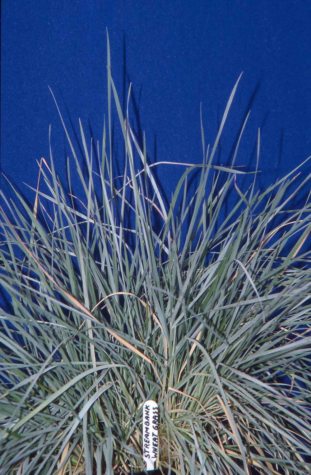 Streambank Wheatgrass – Forage U-Pick