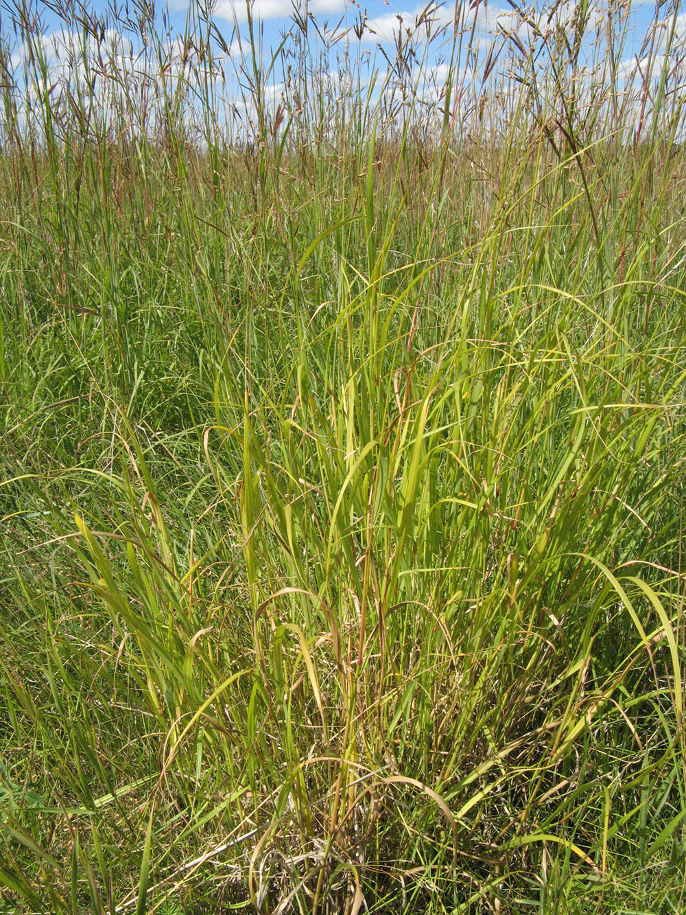 Switchgrass – Forage U-Pick