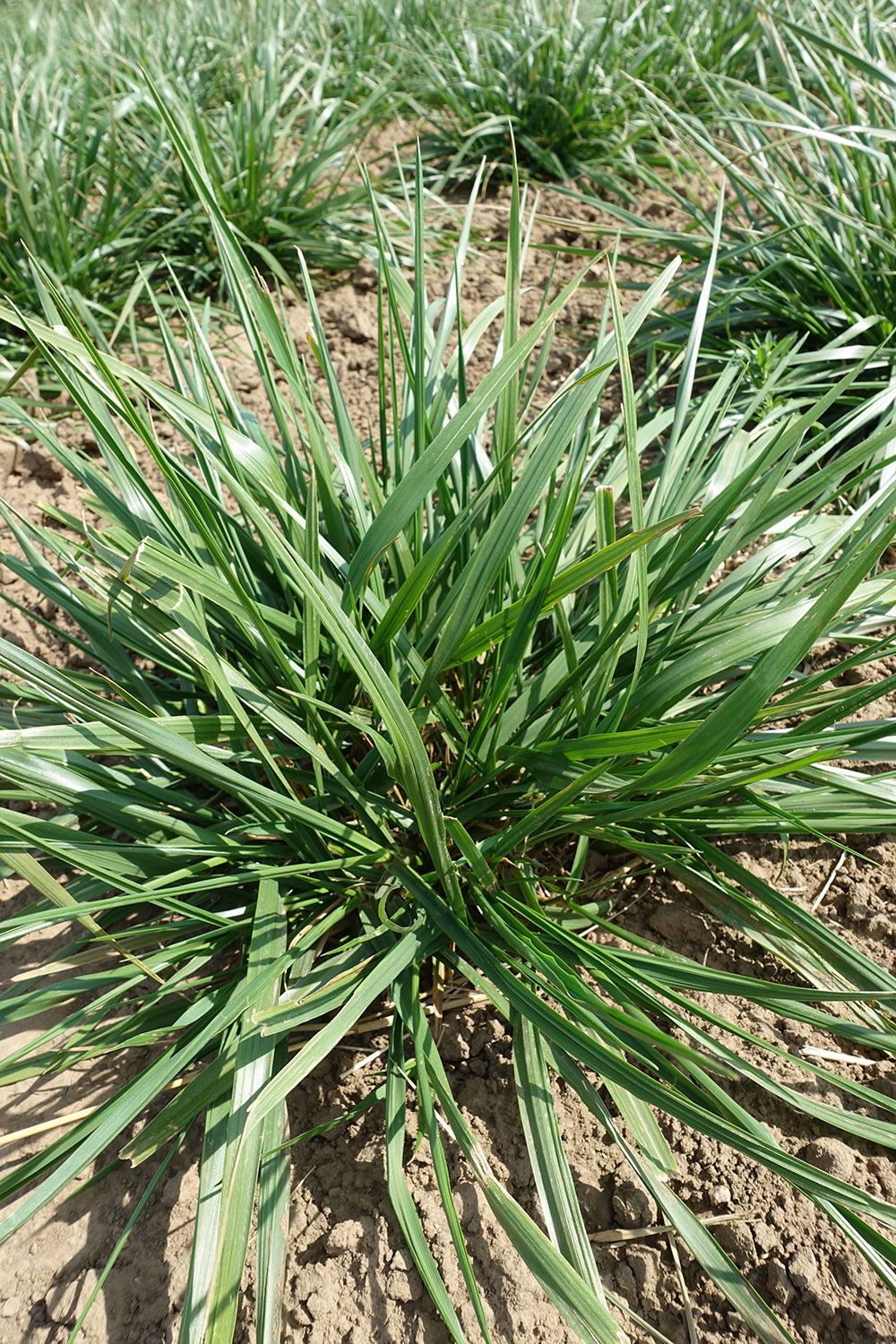 Tall Fescue – Forage U-Pick