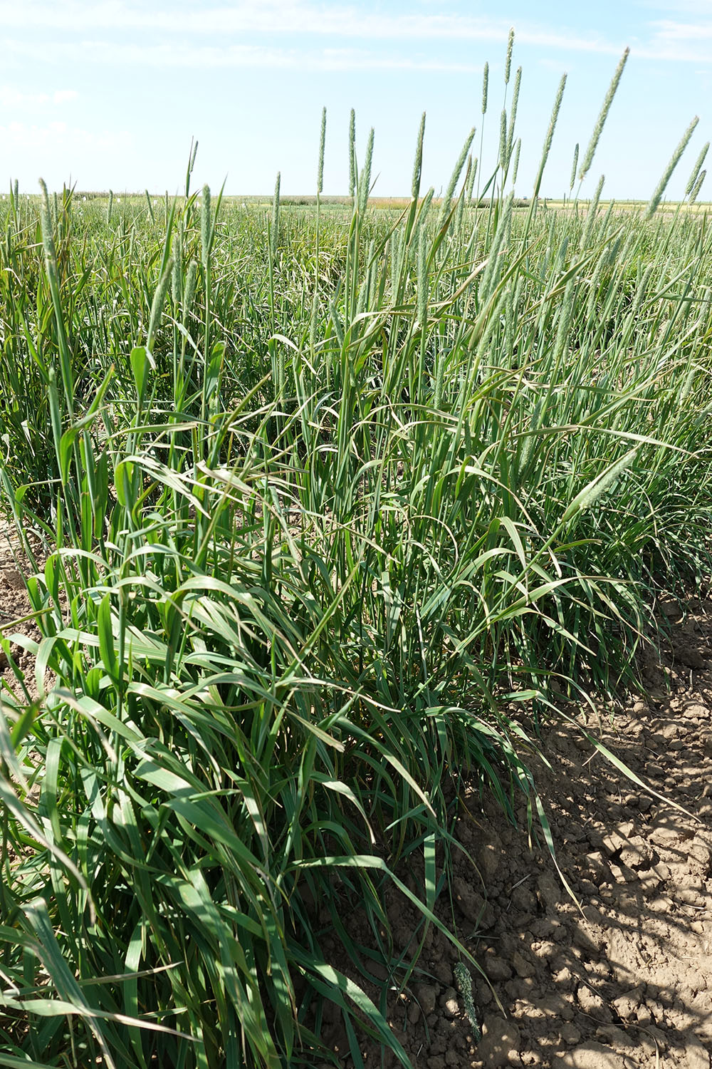 Timothy – Forage U-Pick