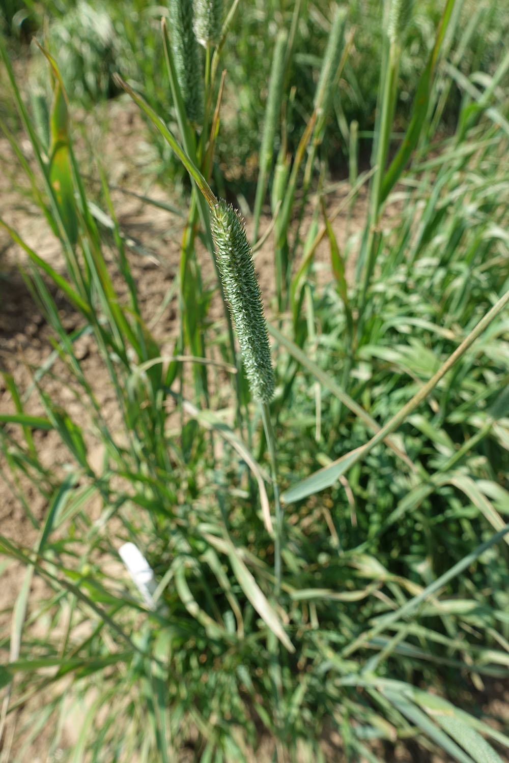 Timothy – Forage U-Pick