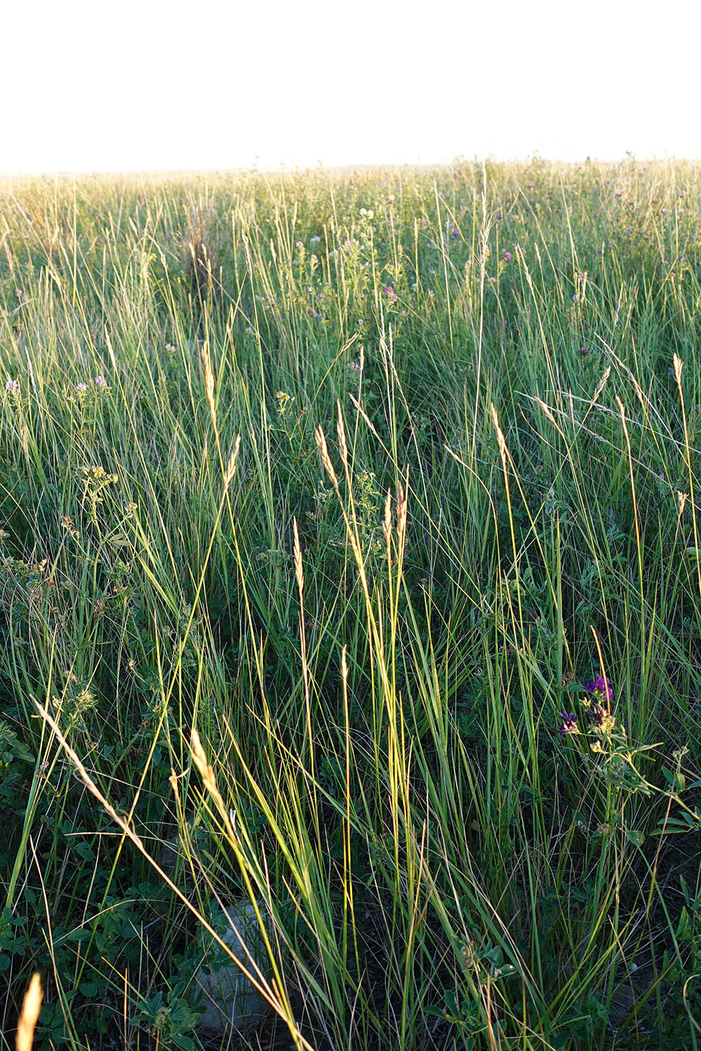 Western Wheatgrass – Forage U-Pick