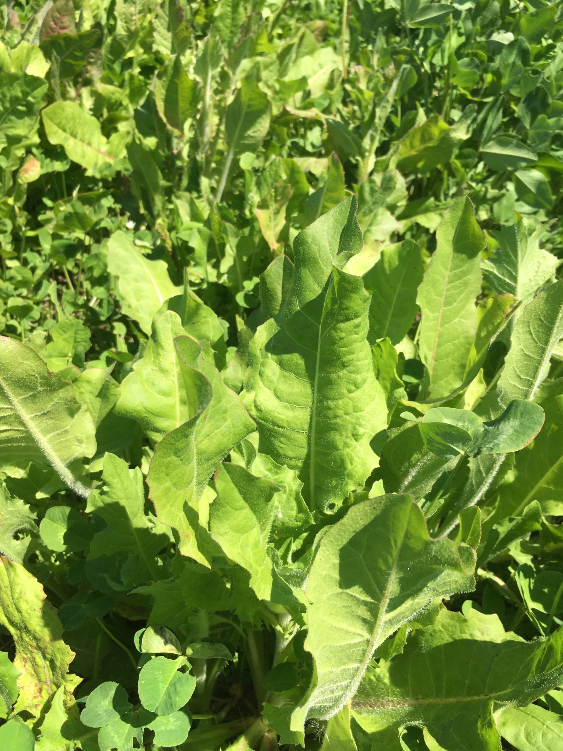 Chicory – Forage U-Pick