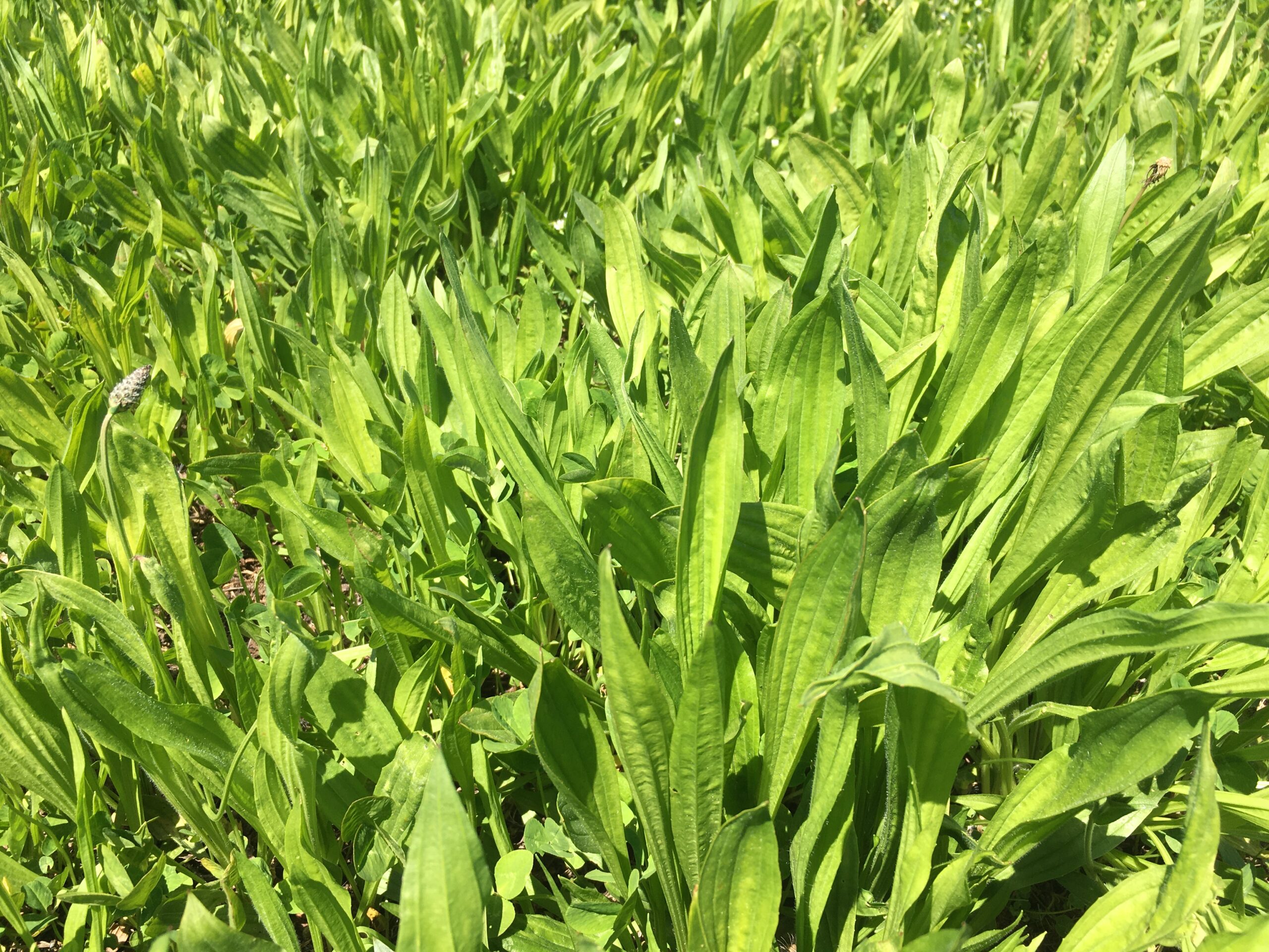 Ribwort Plantain – Forage U-Pick