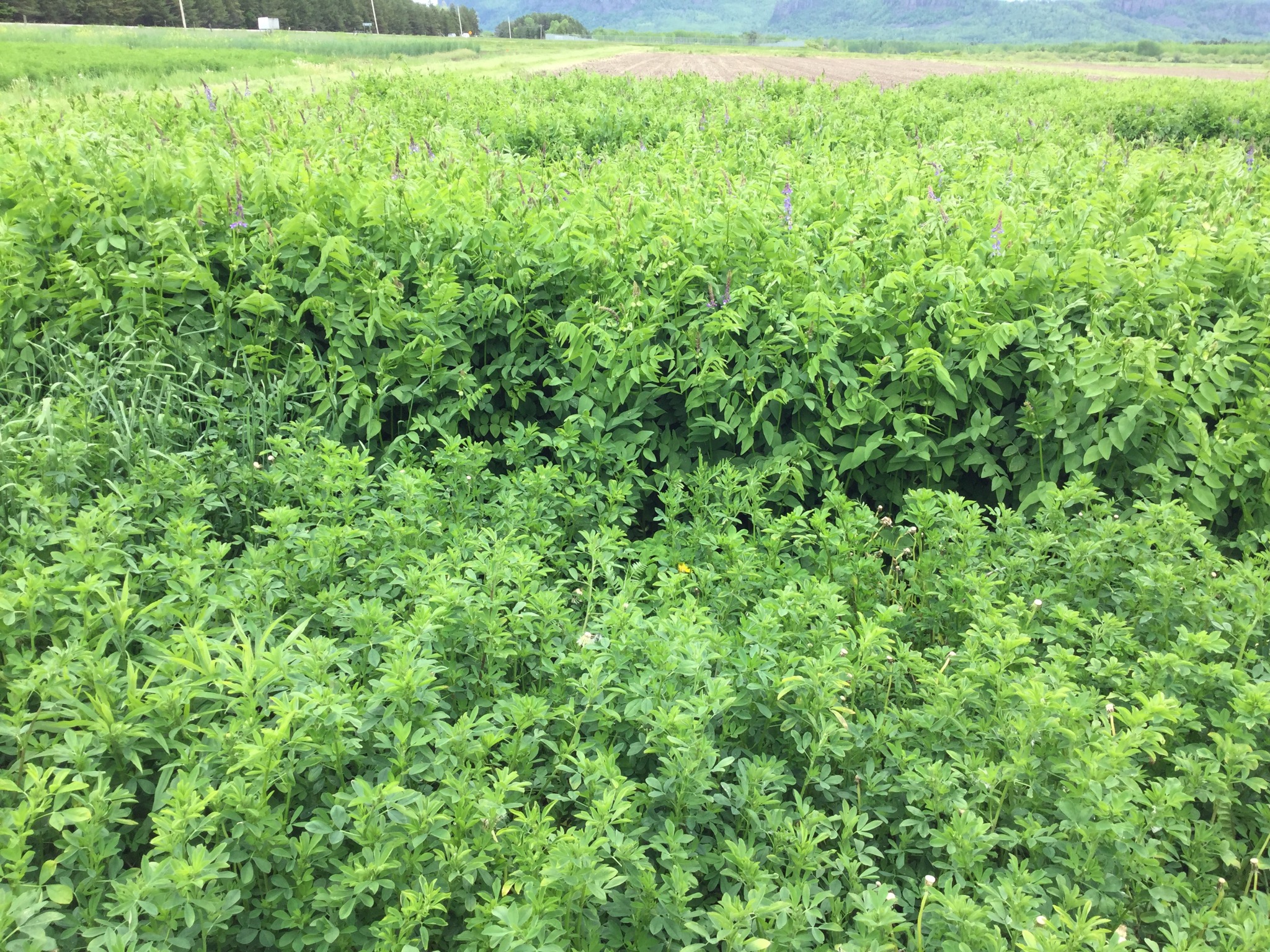 Fodder Galega – Forage U-Pick