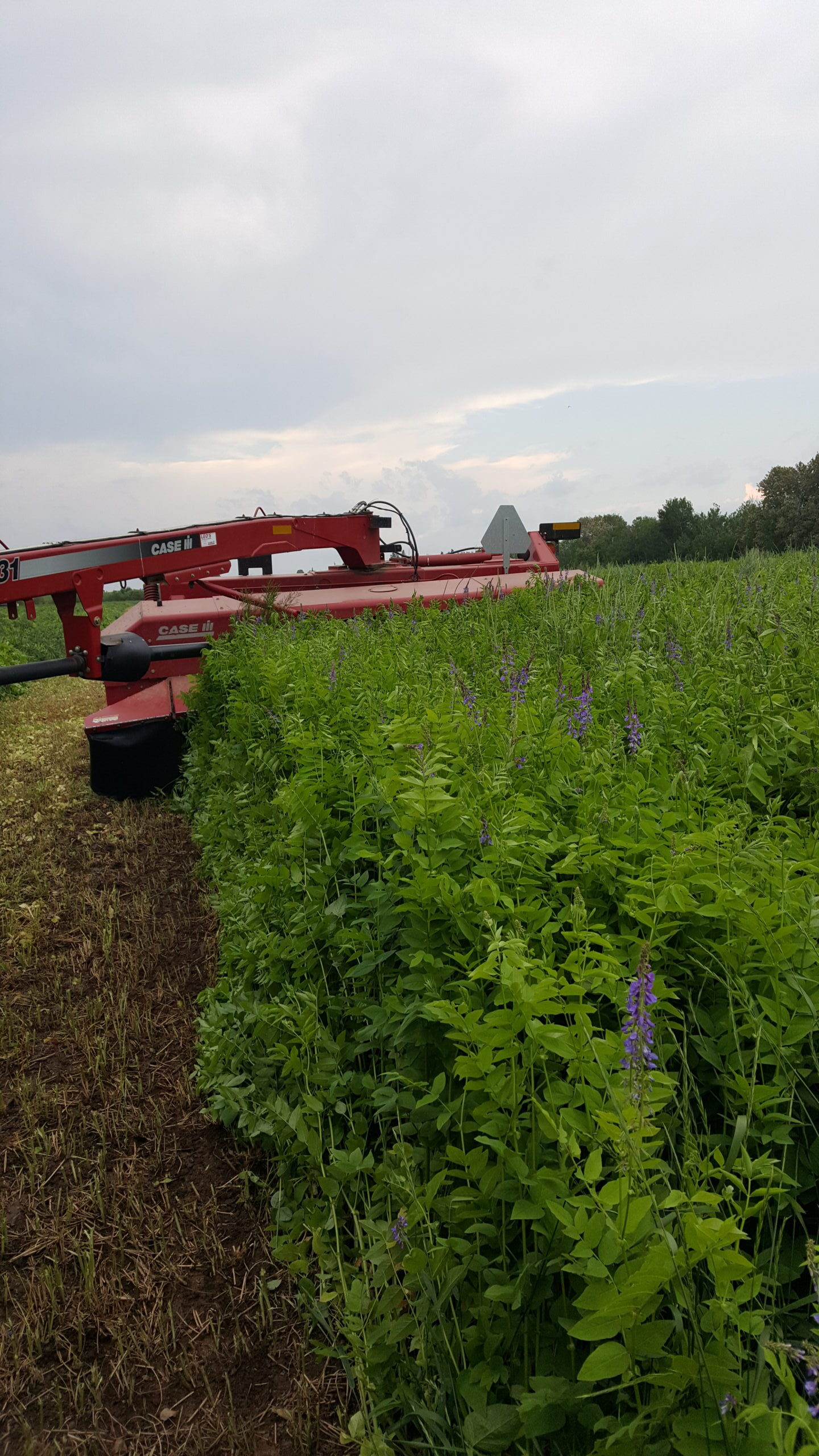 Fodder Galega – Forage U-Pick