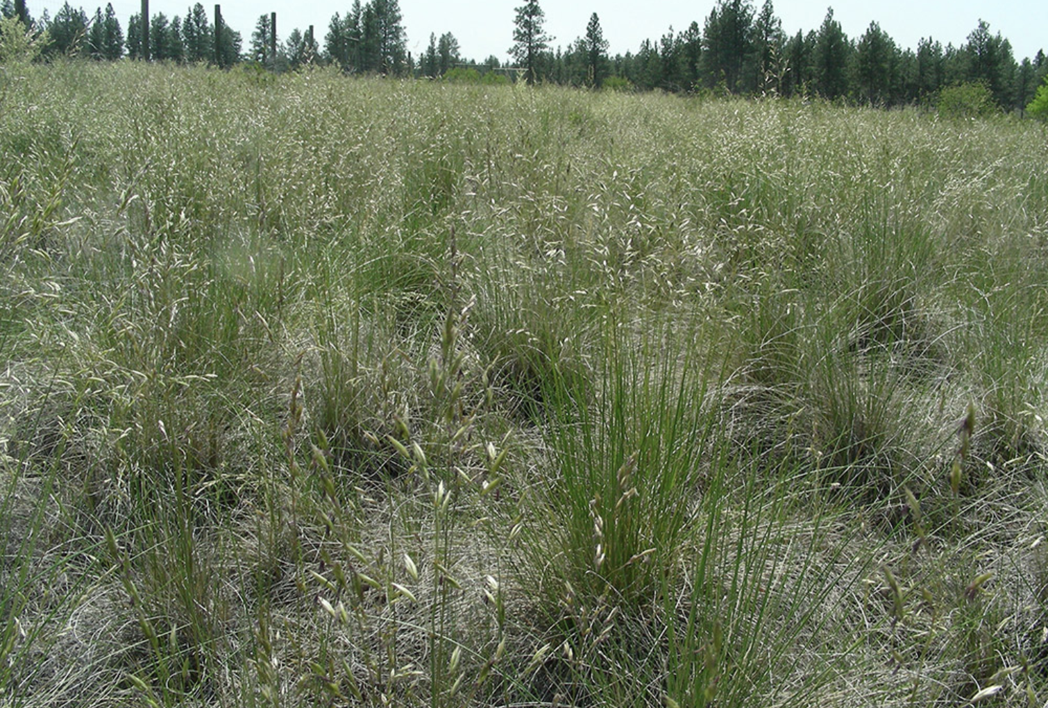 Native species – Forage U-Pick