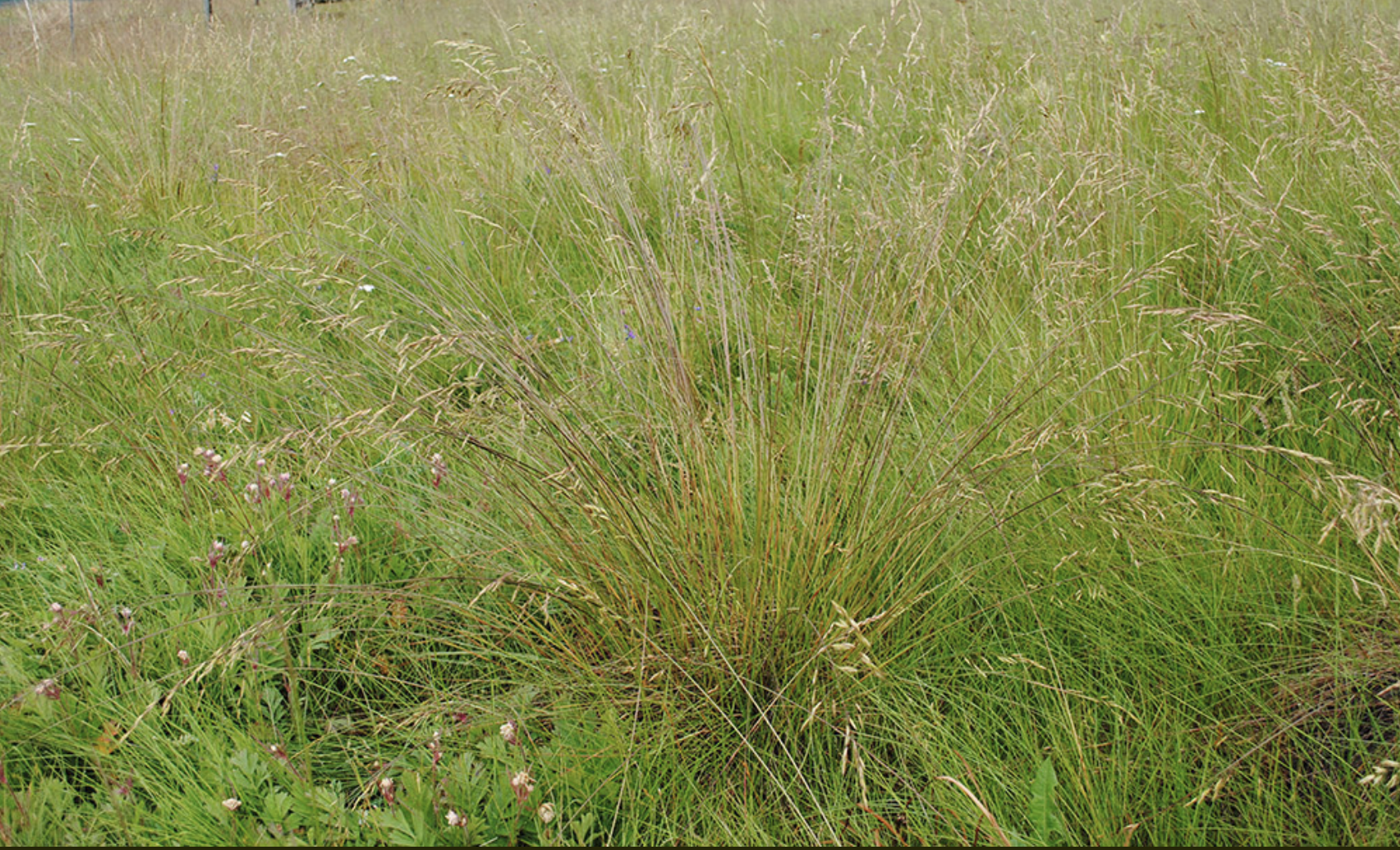 Rough Fescue – Forage U-Pick